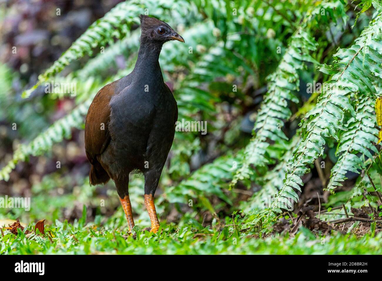 Orange-footed scrubfowl (Megapodius reinwardt Stock Photo - Alamy