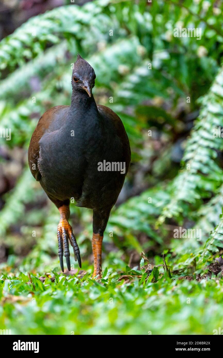 Orange-footed scrubfowl (Megapodius reinwardt Stock Photo - Alamy