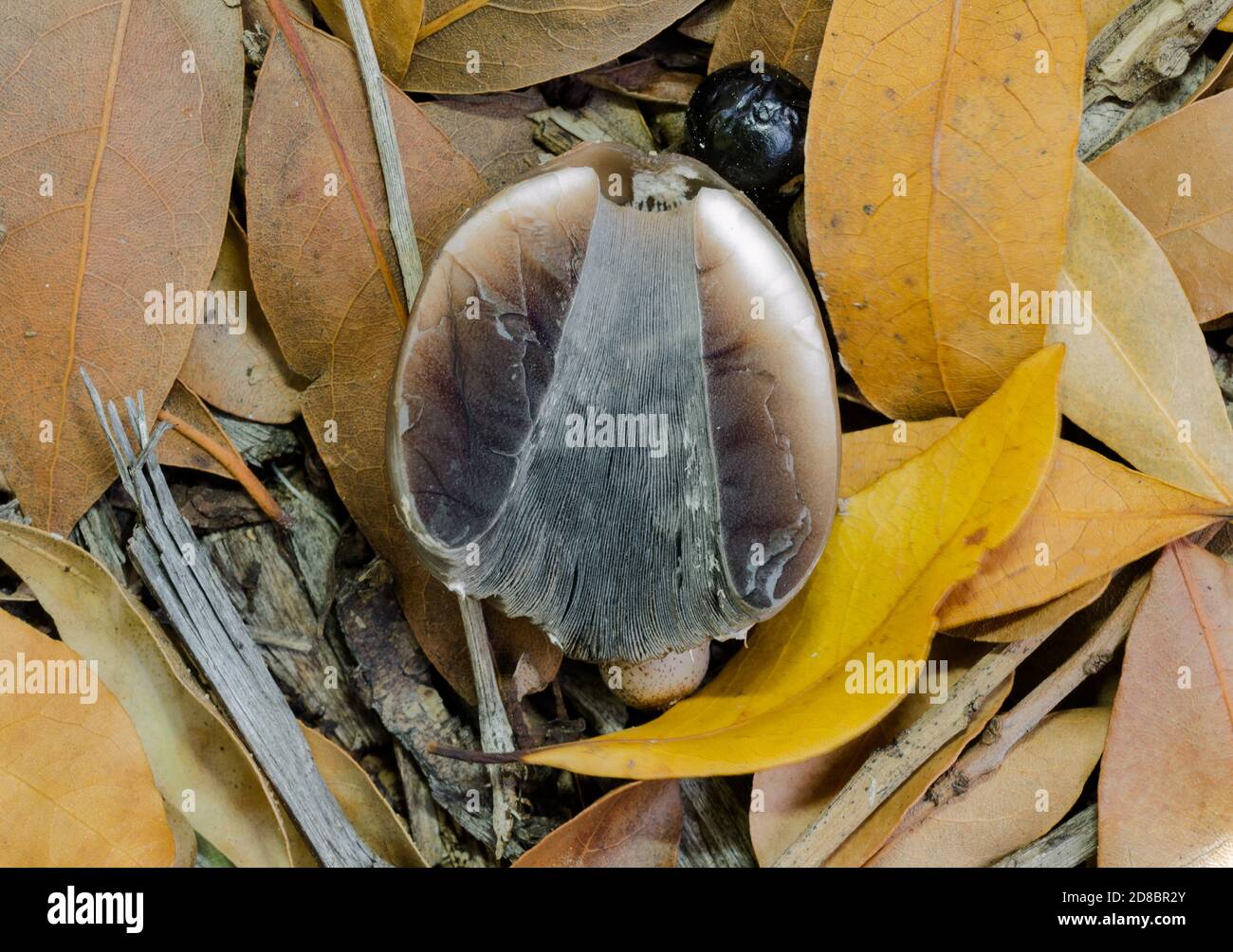 A cross section of the head of a magpie inkcap fungus or coprinopsis ...