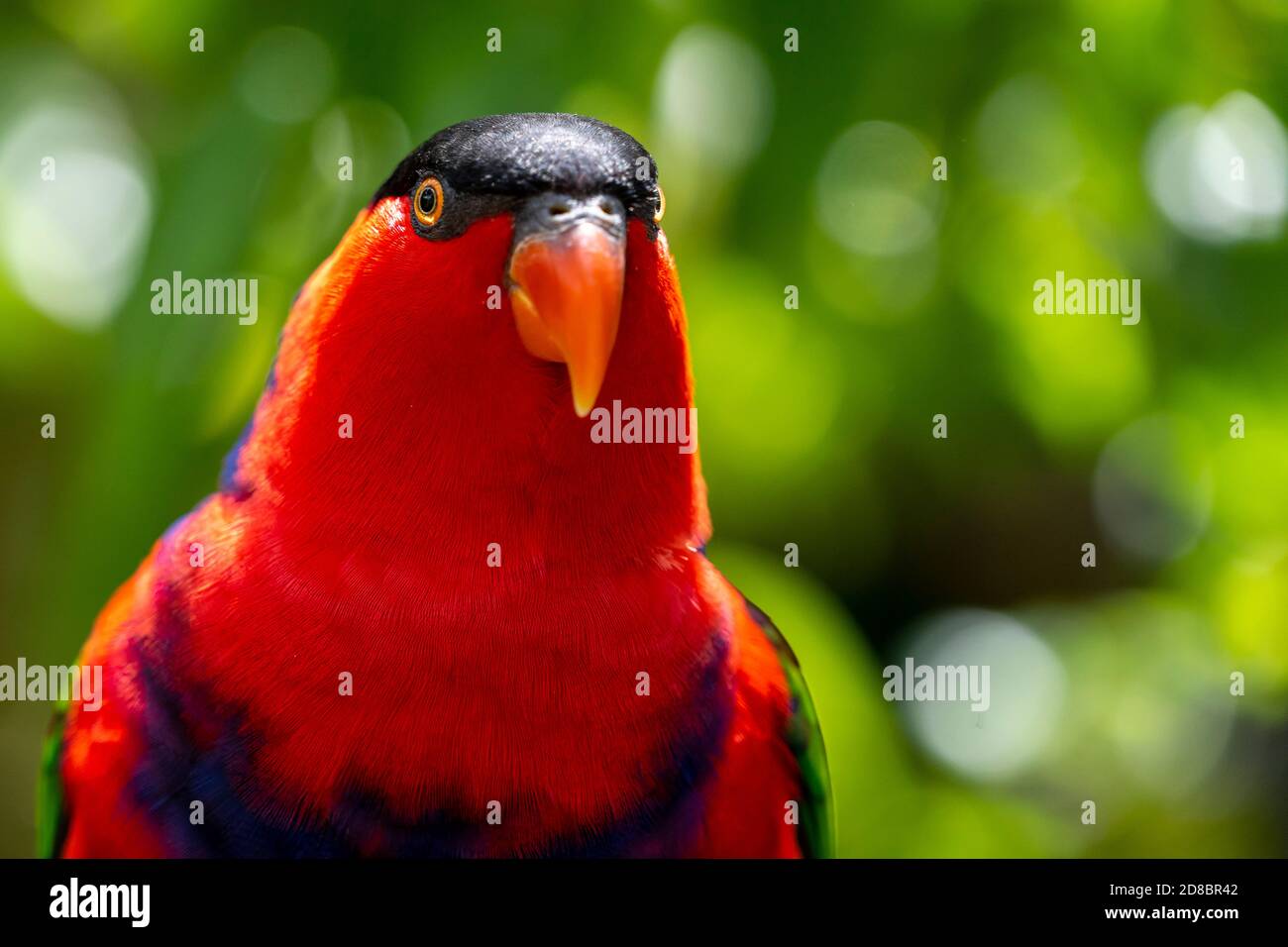 Black-capped lory (Lorius lory Stock Photo - Alamy