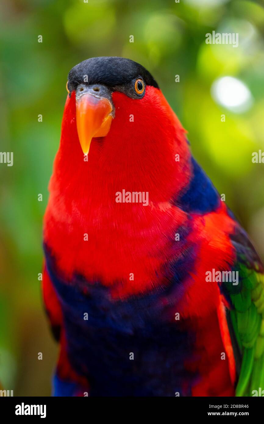 Black-capped lory (Lorius lory Stock Photo - Alamy