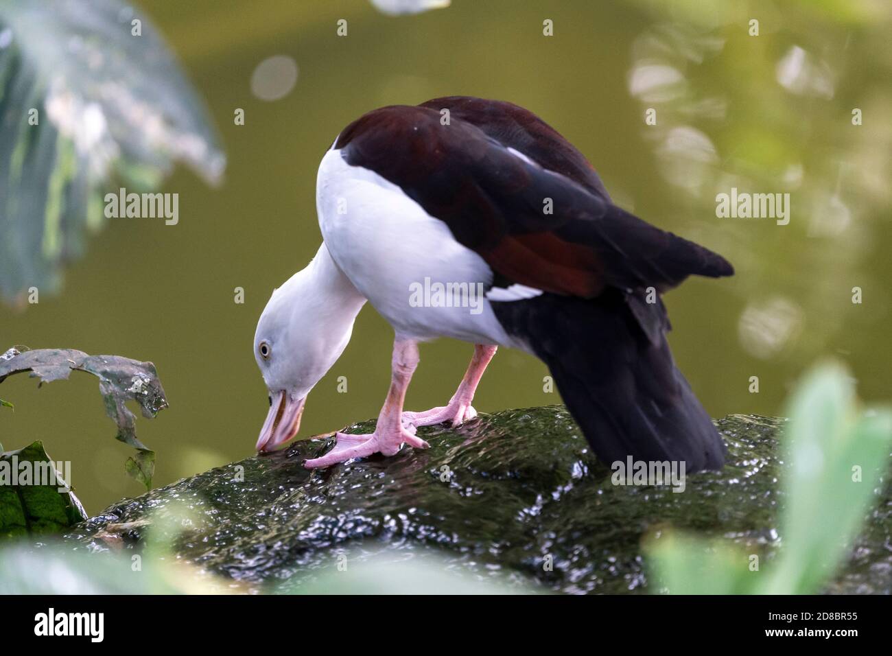 Radjah duck hi-res stock photography and images - Alamy