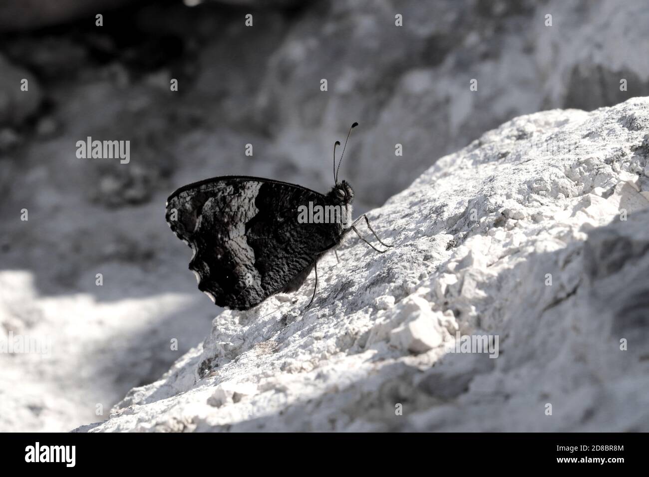 Grayscale shot of a butterfly sitting on a rock Stock Photo - Alamy