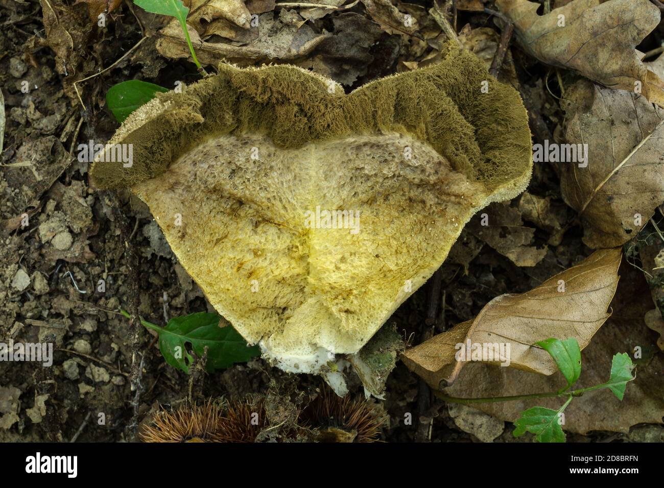 The puffball or lycoperdon perlatum opened to show the yellow-white ...