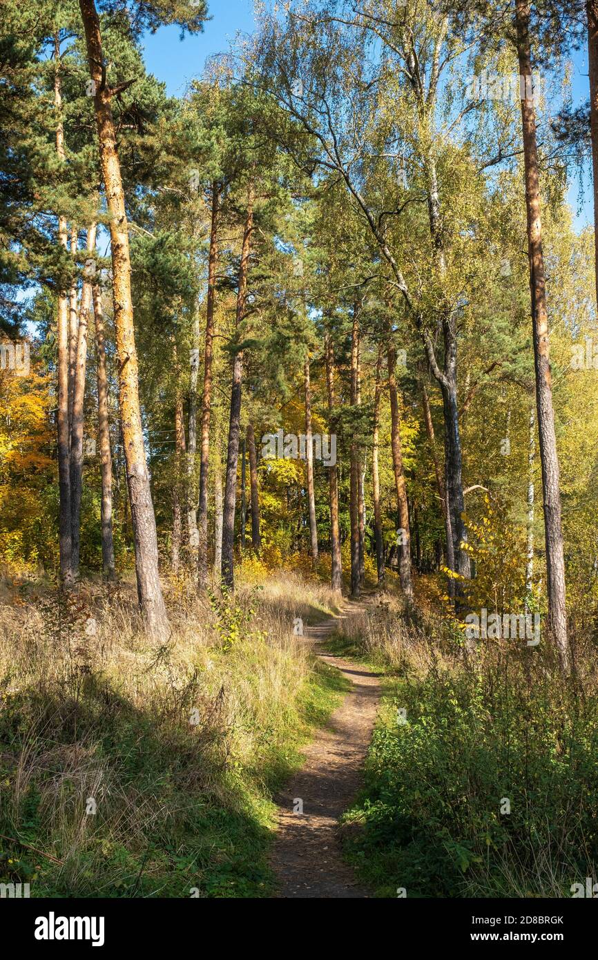 Narrow path in pine forest hi-res stock photography and images - Alamy