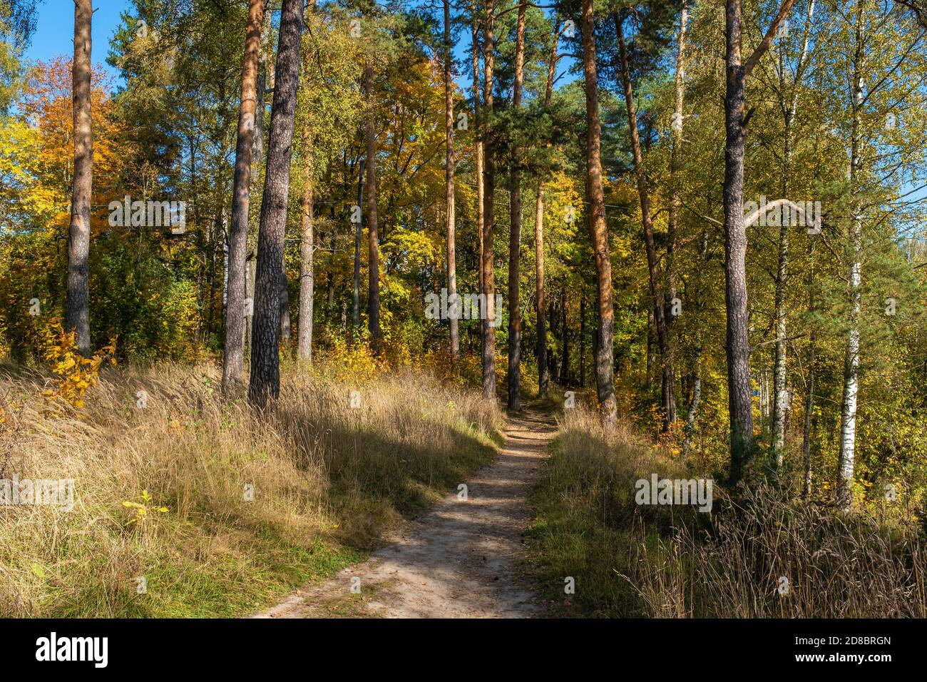Narrow path in pine forest hi-res stock photography and images - Alamy