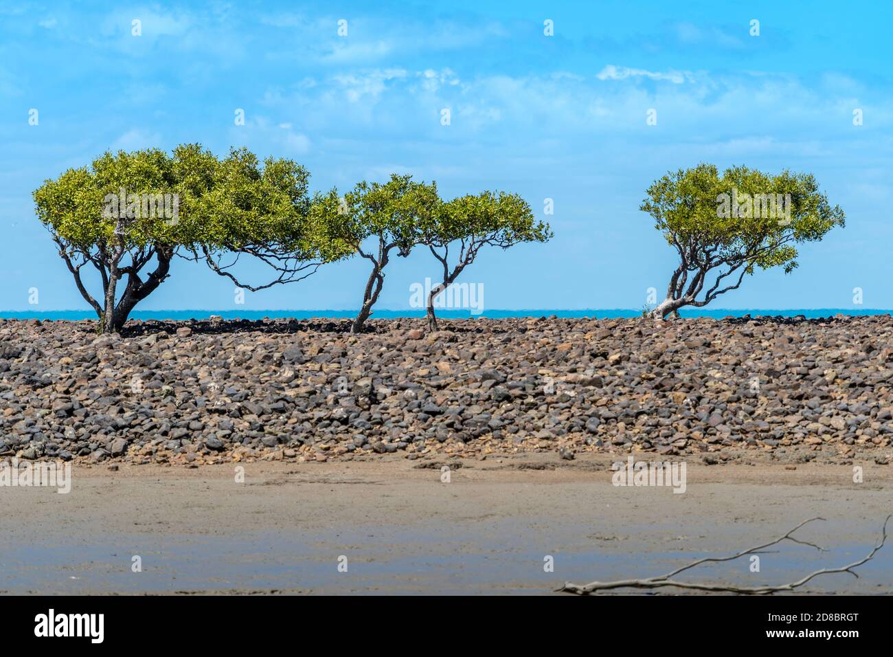 Lone mangrove tree hi-res stock photography and images - Alamy