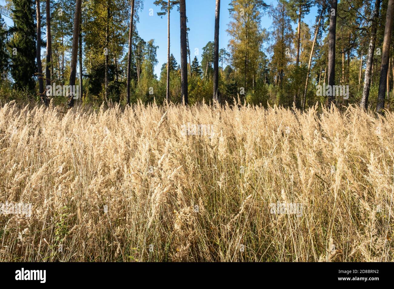 Background with dry grass in the foreground and mixed forest on a sunny ...