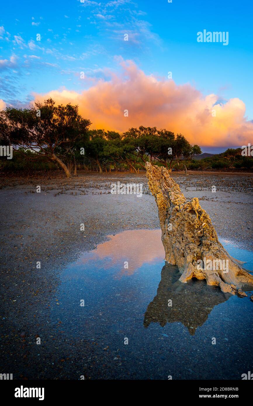 Decaying mangrove stump on mudflat at low tide, Clairview, Central ...