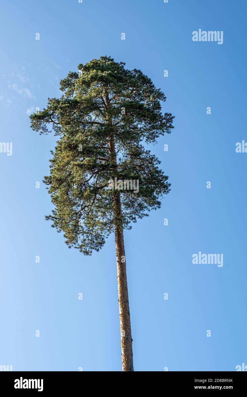 Very tall pine tree hi-res stock photography and images - Alamy