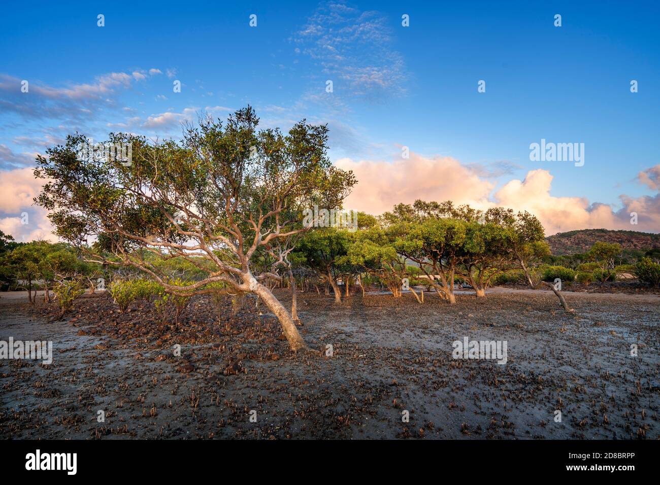 Breathing roots hi-res stock photography and images - Alamy