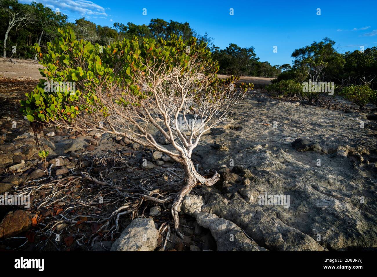 Small mangrove growing on stony beach at low tide, Clairview Central ...