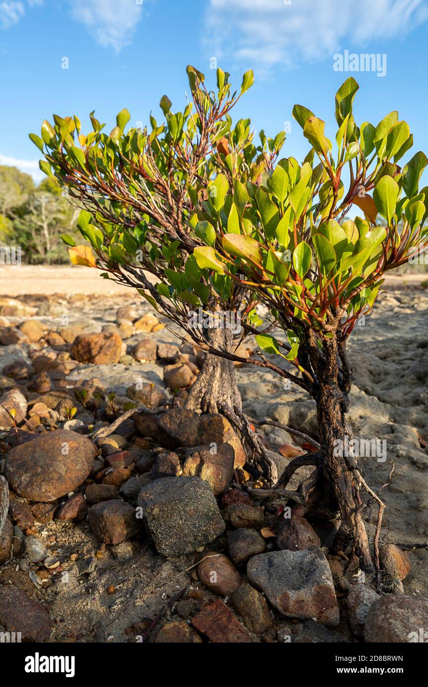 Small mangrove growing on stony beach at low tide, Clairview Central ...