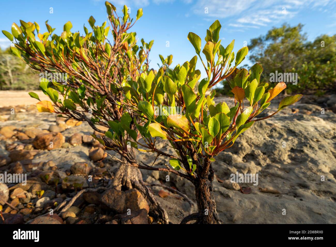 Small mangrove growing on stony beach at low tide, Clairview Central ...
