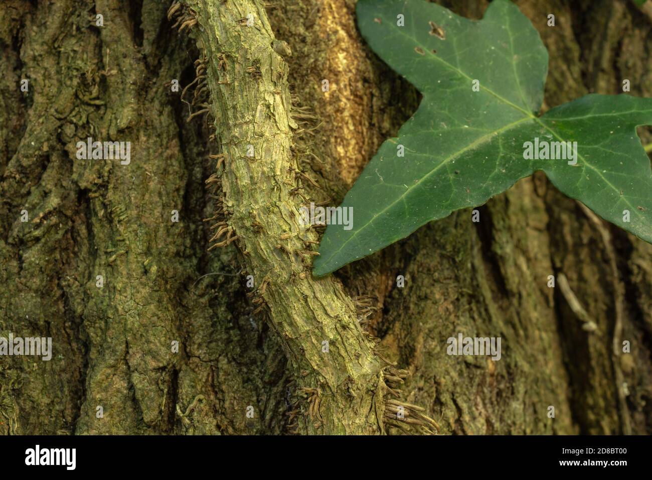 The thick branch of an Ivy or Hedera, attached to and growing on a tree ...