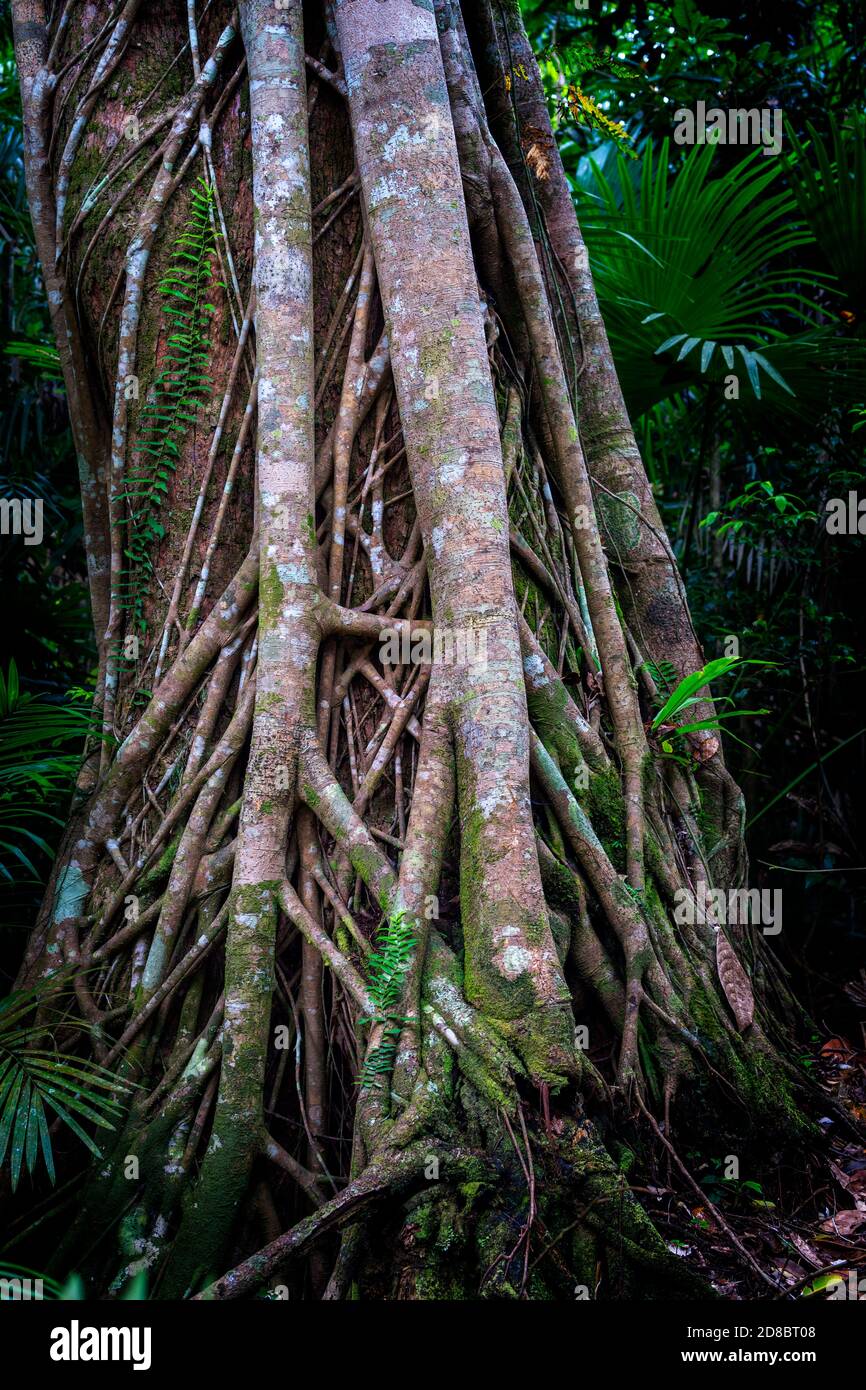 Strangler Fig forming archway in rainforest, Eungella National Park ...