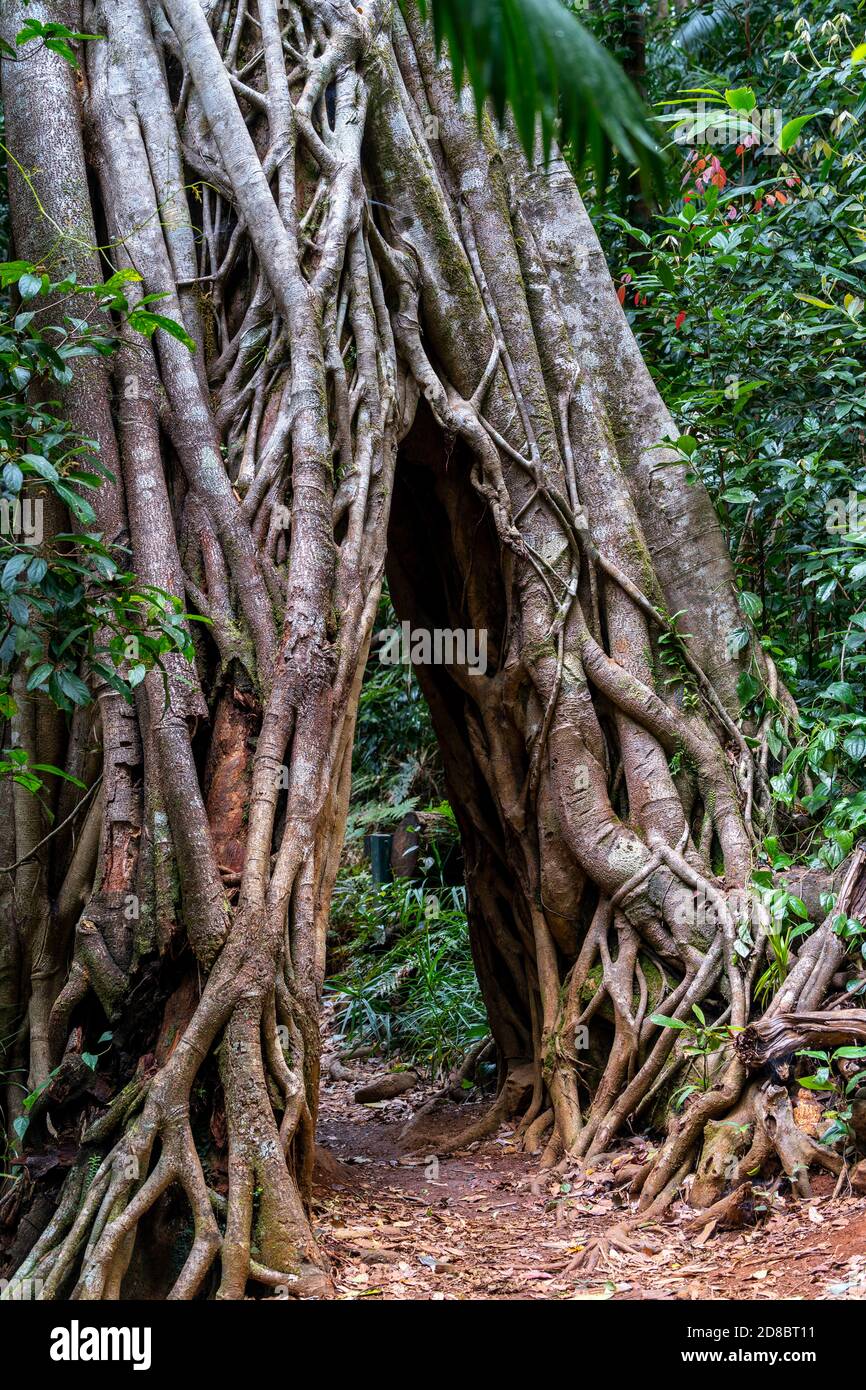 Strangler Fig Rainforest