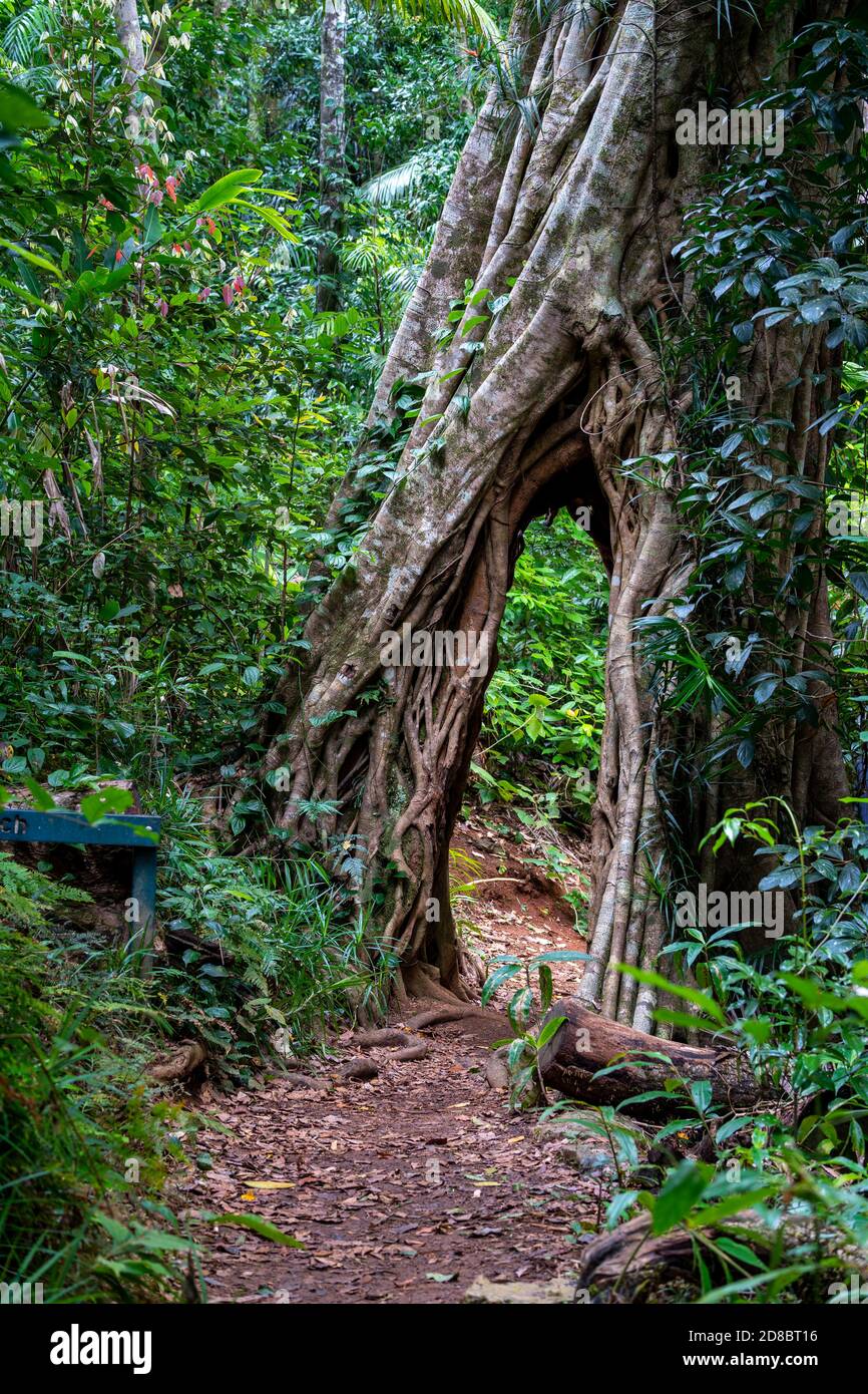 Strangler Fig forming archway in rainforest, Eungella National Park ...