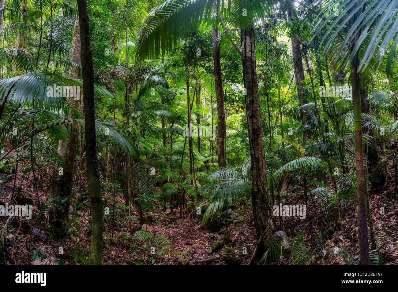 Rainforest biodiversity hi-res stock photography and images - Alamy