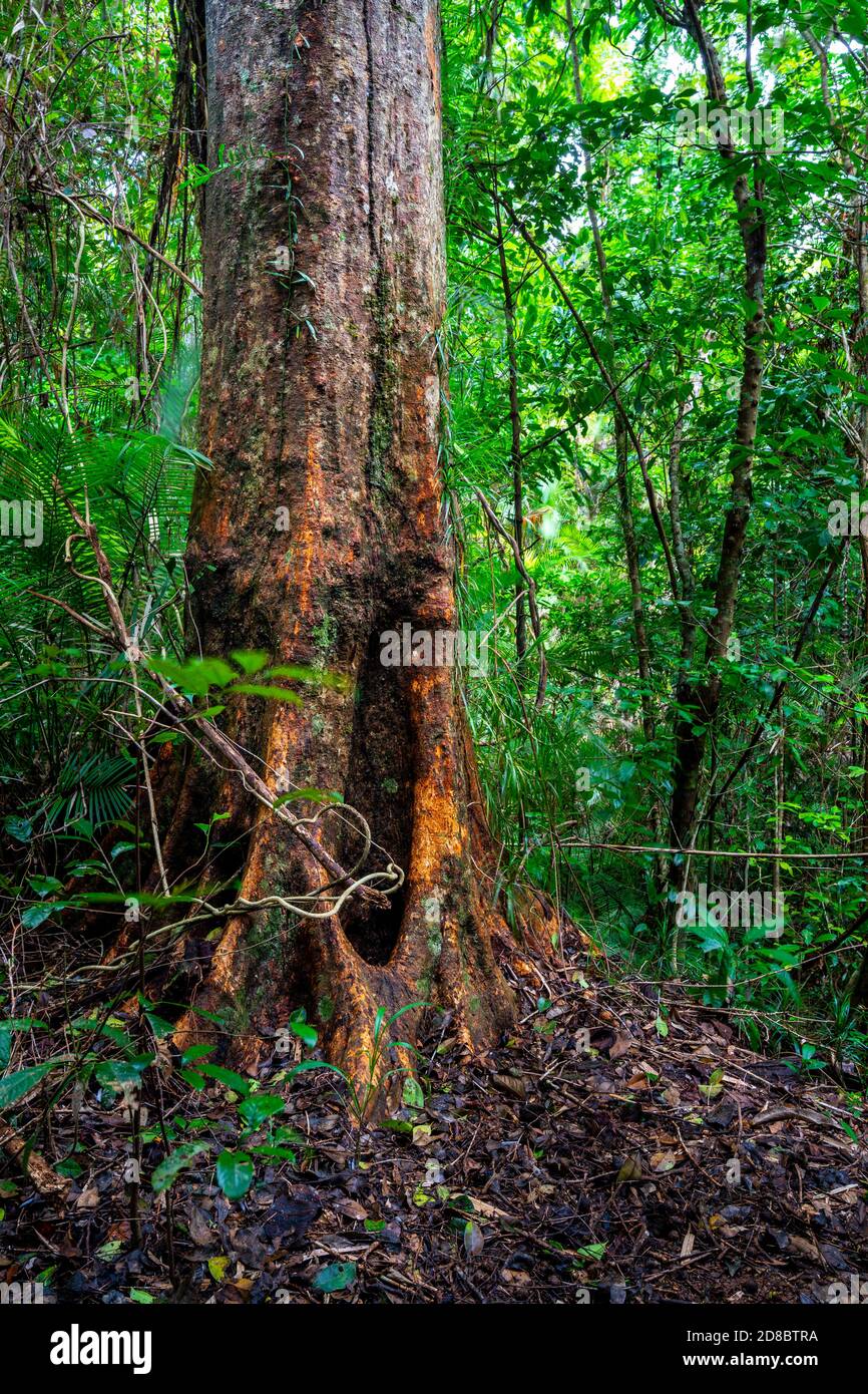 Buttress tree root, Wet Tropics Rainforest, Mission Beach North ...