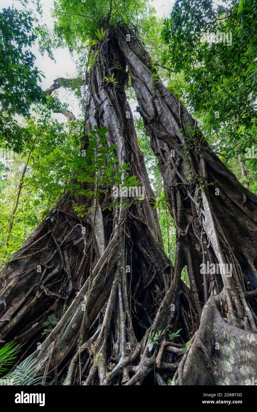 Buttress roots on ancient tree, Mossman Gorge North Queensland Stock ...