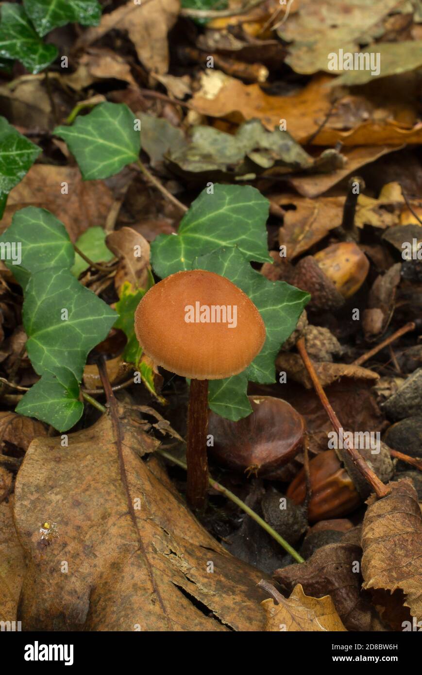 The deceiver mushroom or the Laccaria laccata growing in oak forest ...