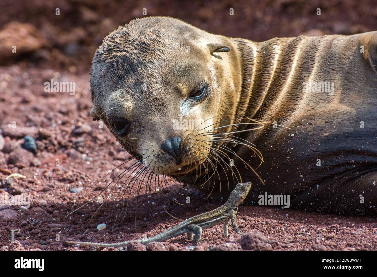 Sleepy lizard hi-res stock photography and images - Alamy