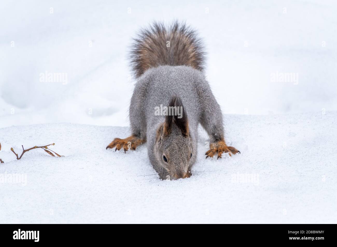 Squirrel hides nuts in the white snow. Eurasian red squirrel, Sciurus ...