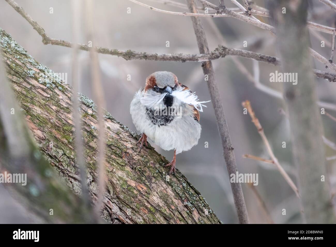 The house sparrow, Passer domesticus, sitting on a branch without ...
