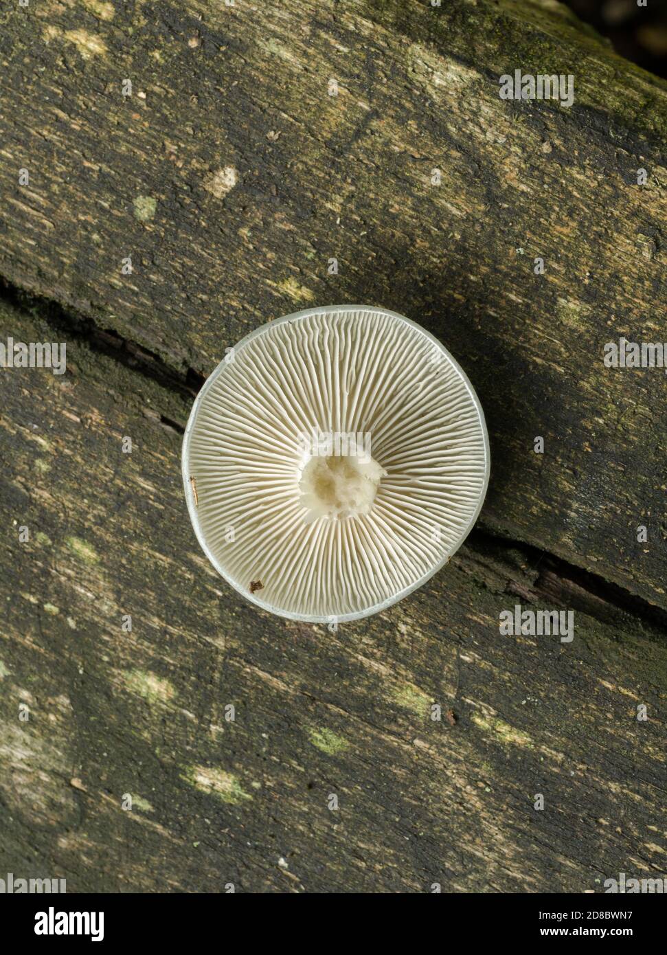 The gill structure of the aniseed toadstool or clitocybe odora mushroom ...
