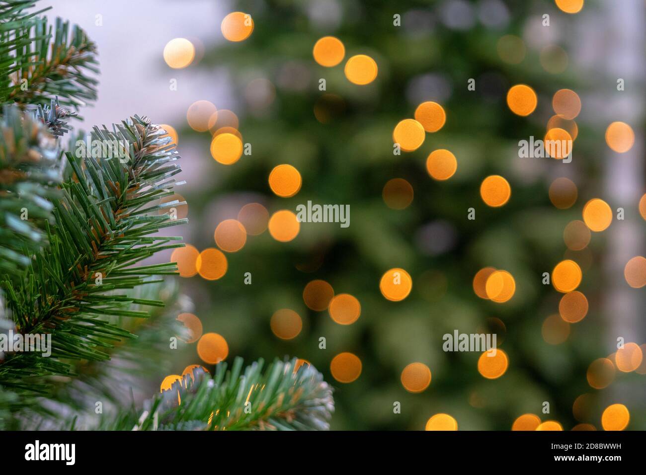 Shot of a pine branch on the bokeh effect background Stock Photo - Alamy