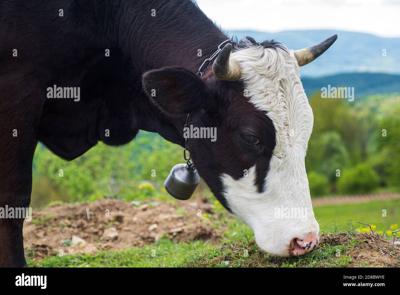 Cow eating grass. Cattle grazing in a field in the nature background ...