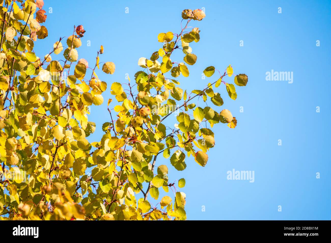 Birch branches with yellow leaves in autumn on blue sky background. Dry ...