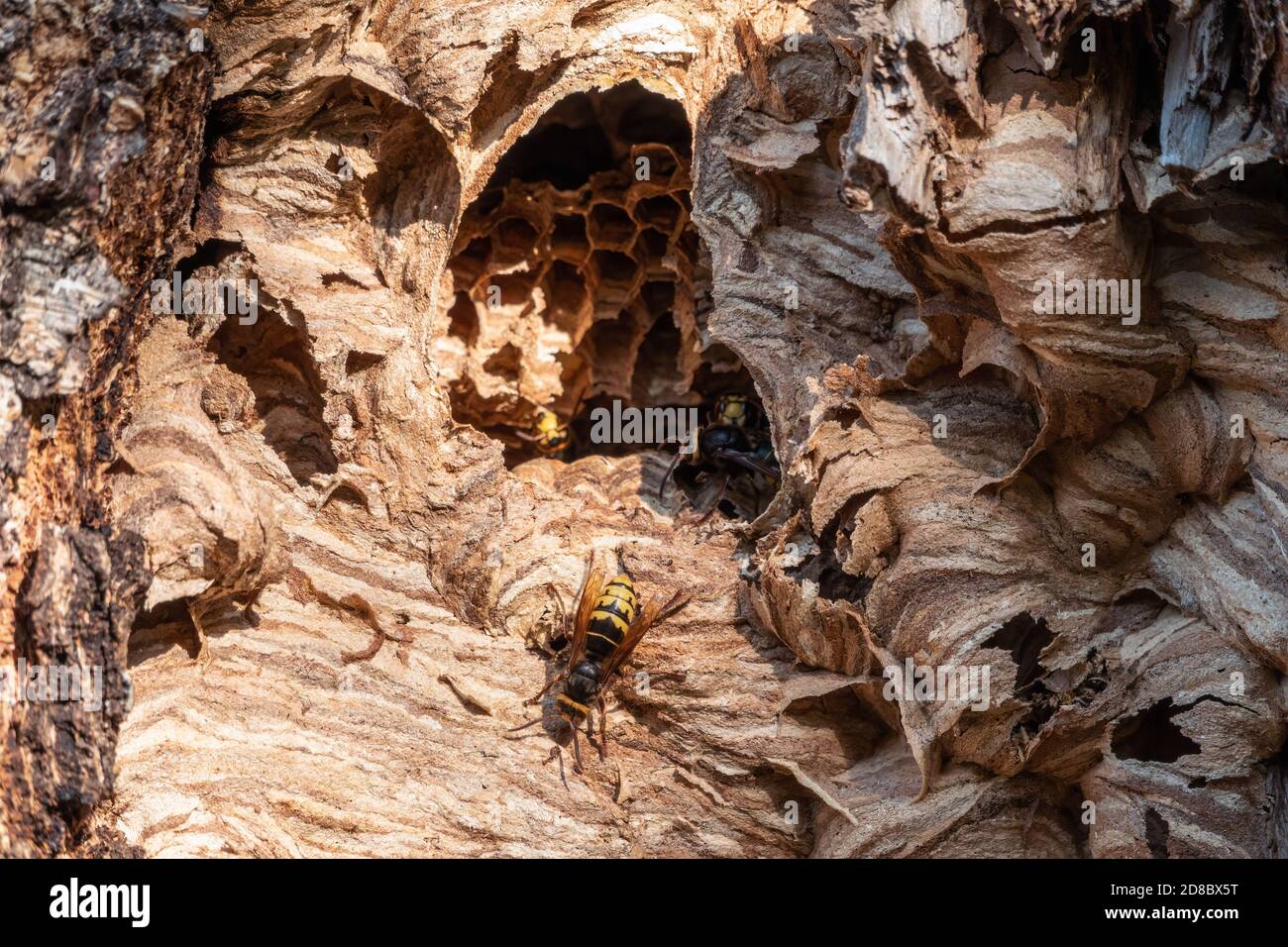 Entrance to the hornet's nest in the tree hollow. Jack predatory wasps ...