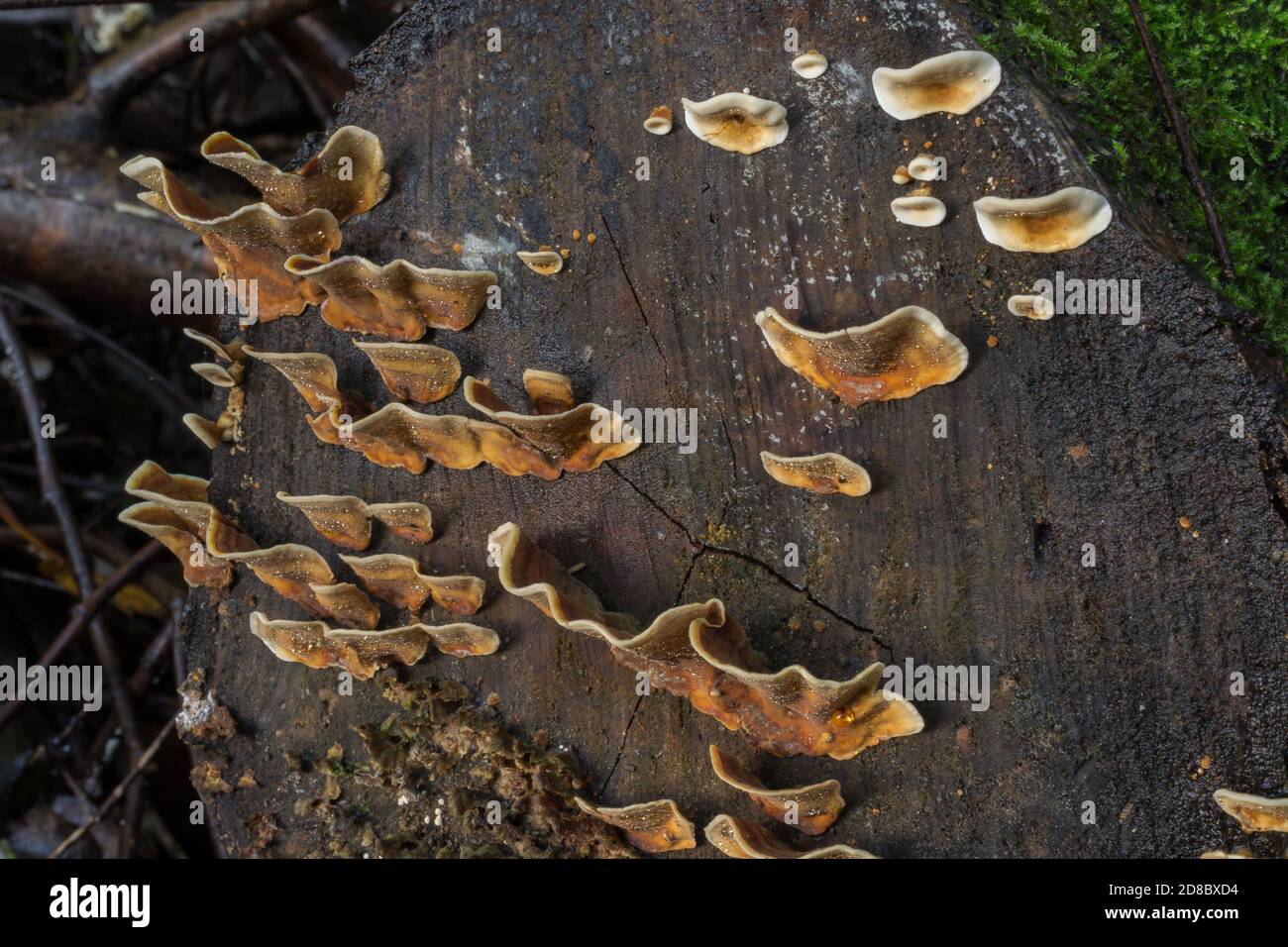 One of the Stereum group of fungi, possibly Stereum complicatum or ...