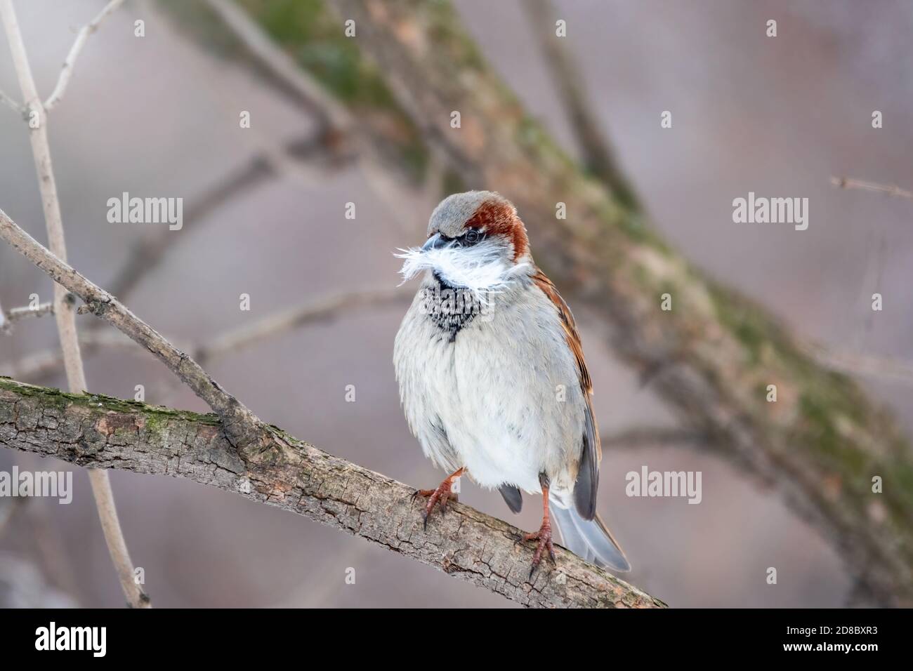The house sparrow, Passer domesticus, sitting on a branch without ...