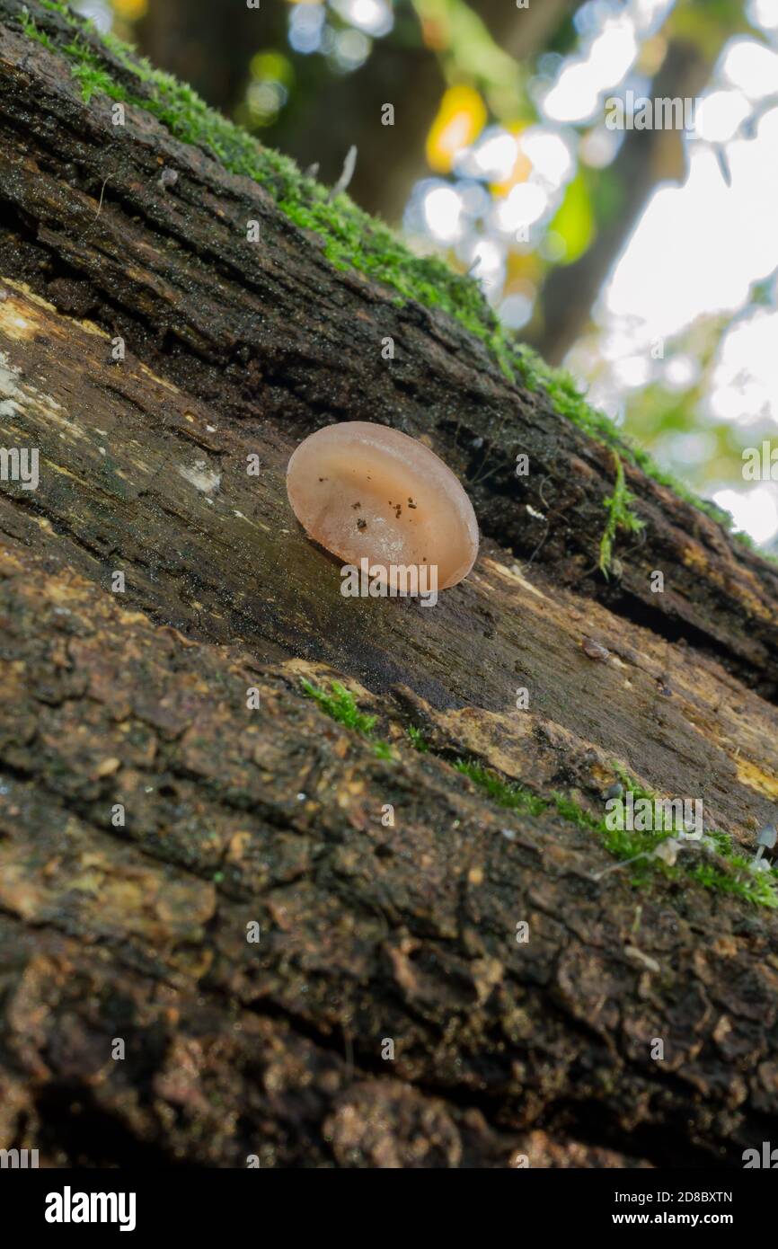 The underside of the young jelly-ear or auricularia auricula growing on ...