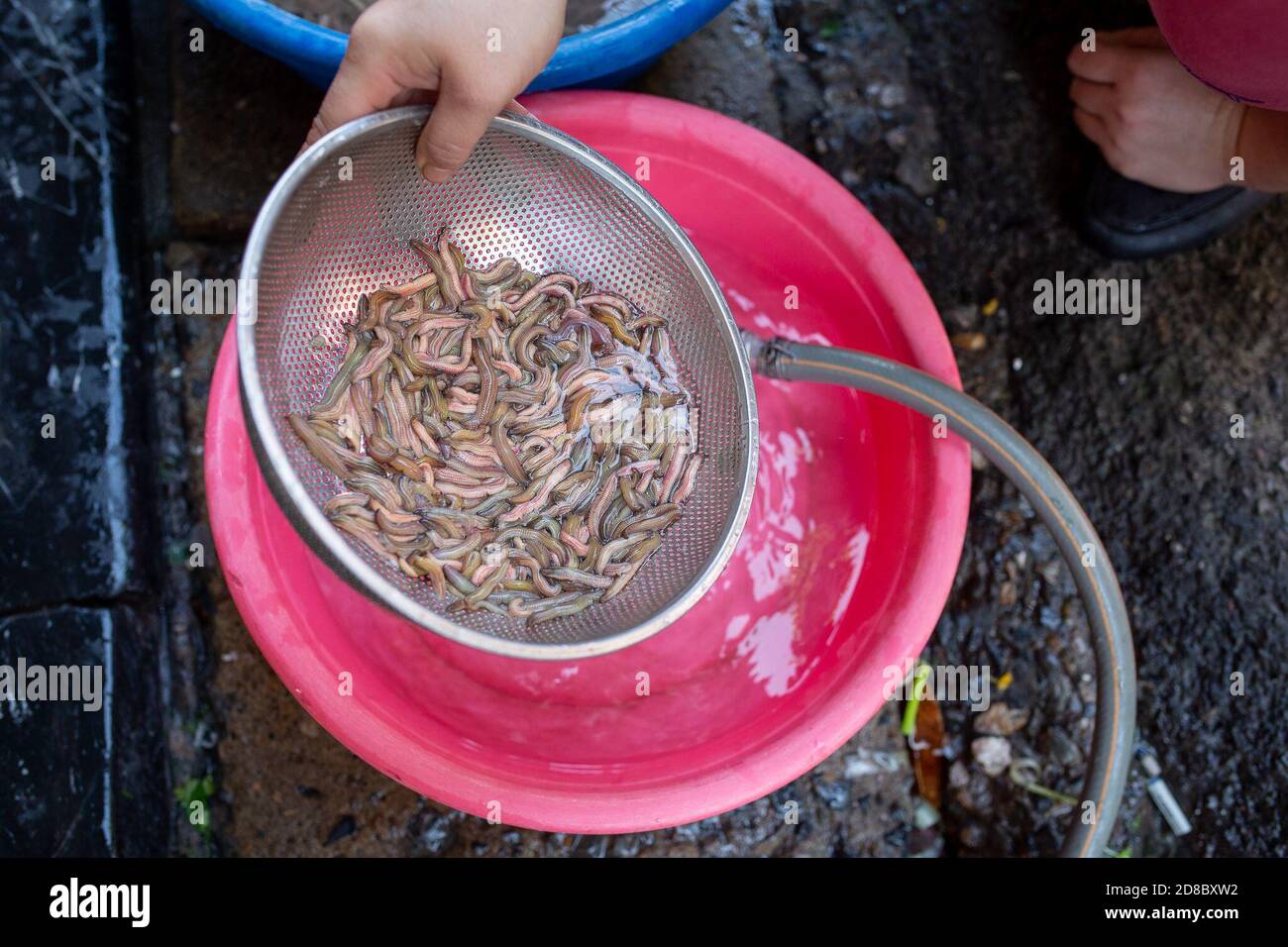 Palolo worms hi-res stock photography and images - Alamy