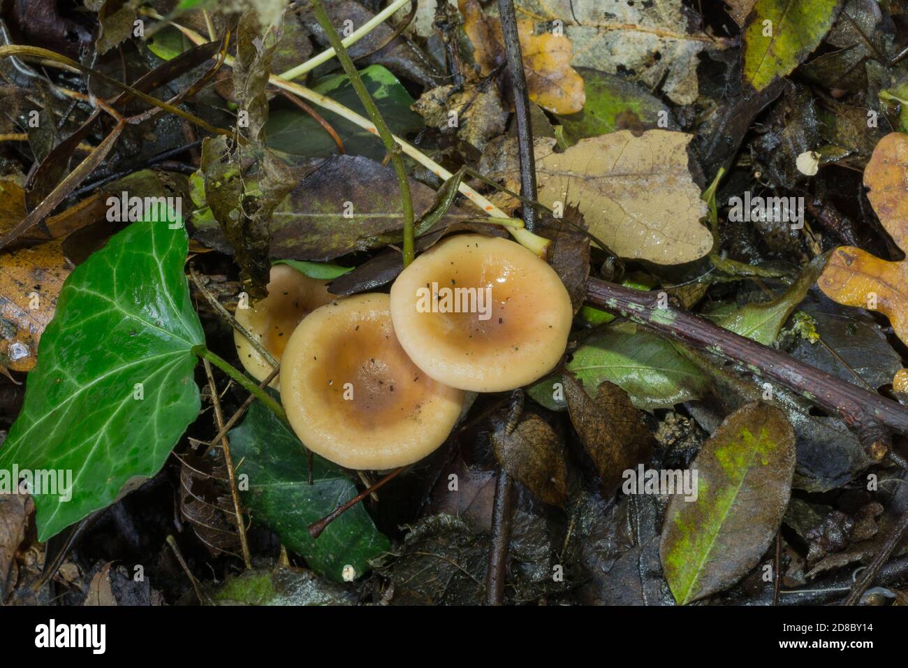 Funnel shaped fungi hi-res stock photography and images - Alamy