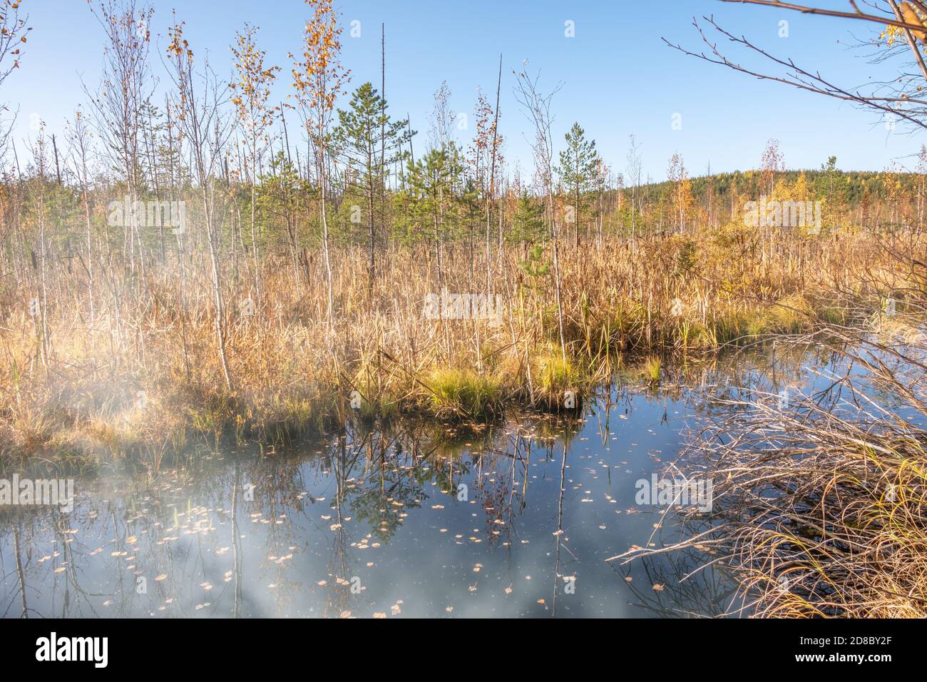 Swamp shore in the autumn forest. Fog on the water. Colorful fall ...