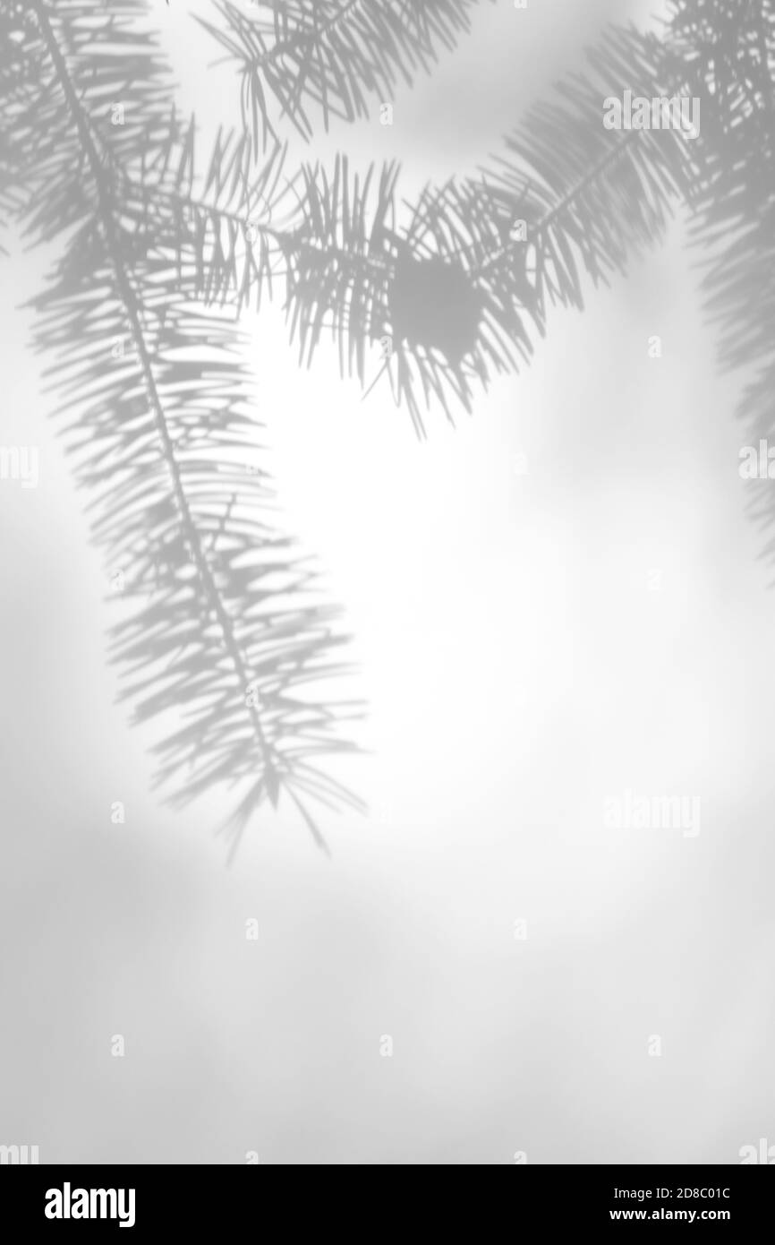 Twig tree christmas white Black and White Stock Photos & Images - Alamy