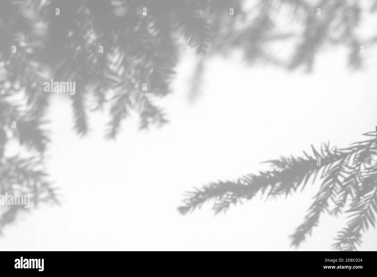 Fir tree leaves on white background hi-res stock photography and images ...