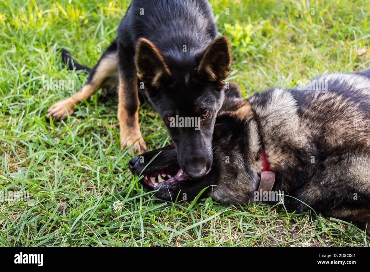 German doga hi-res stock photography and images - Alamy