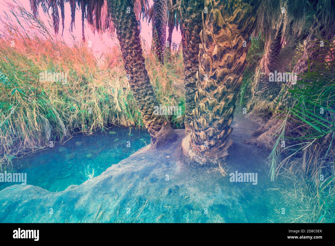 Tropical palm trees. Oasis in desert Stock Photo - Alamy