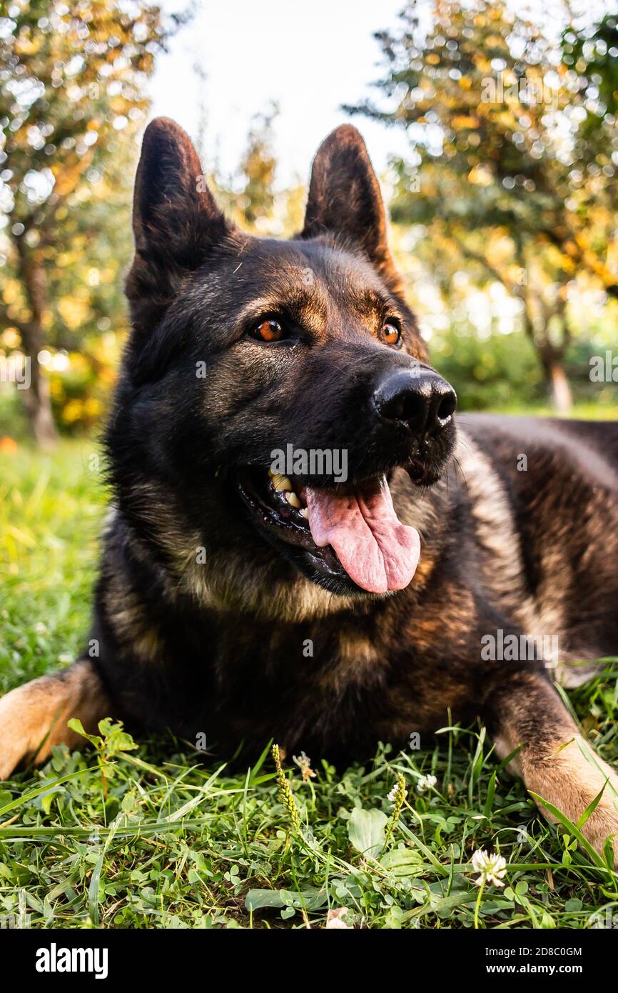 Vertical shot of a German Shepherd dog lying on the grass Stock Photo ...