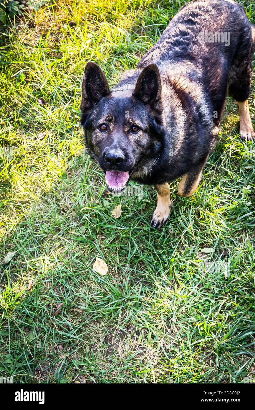 Vertical shot of a German Shepherd dog standing on the grass Stock ...