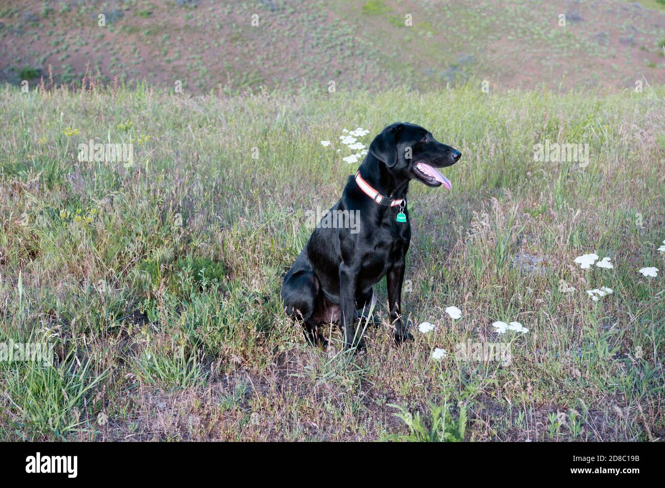 Handsome labrador retriever hi-res stock photography and images - Alamy