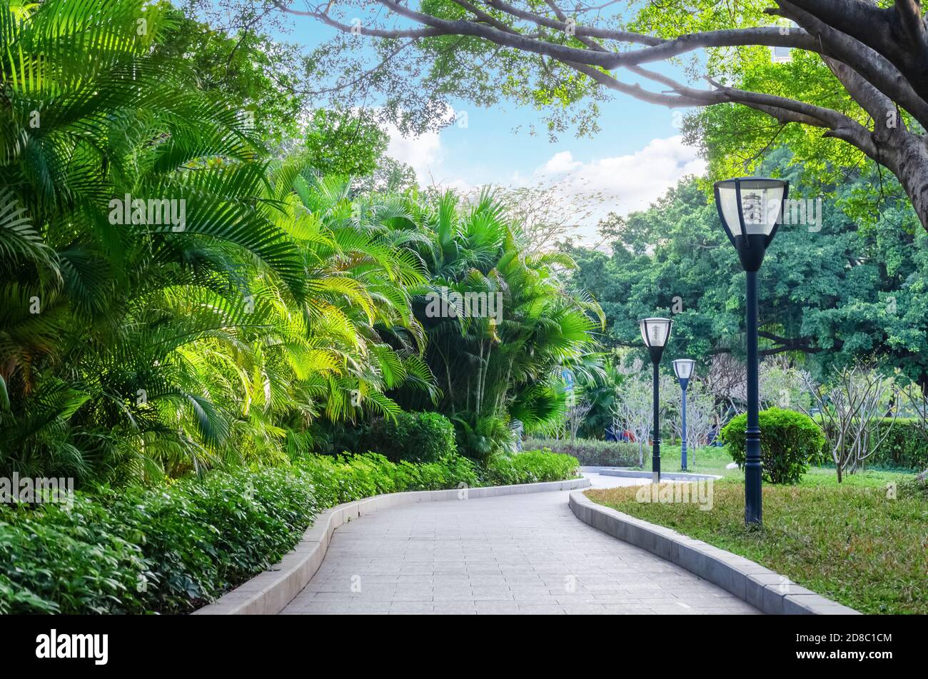 Tropical green city park with bending walkway. Fresh oasis garden in ...