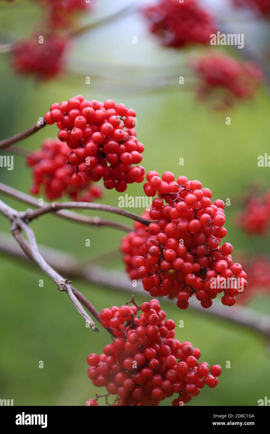 Red berry. Freshness and color-filled image of red elderberry brushes ...