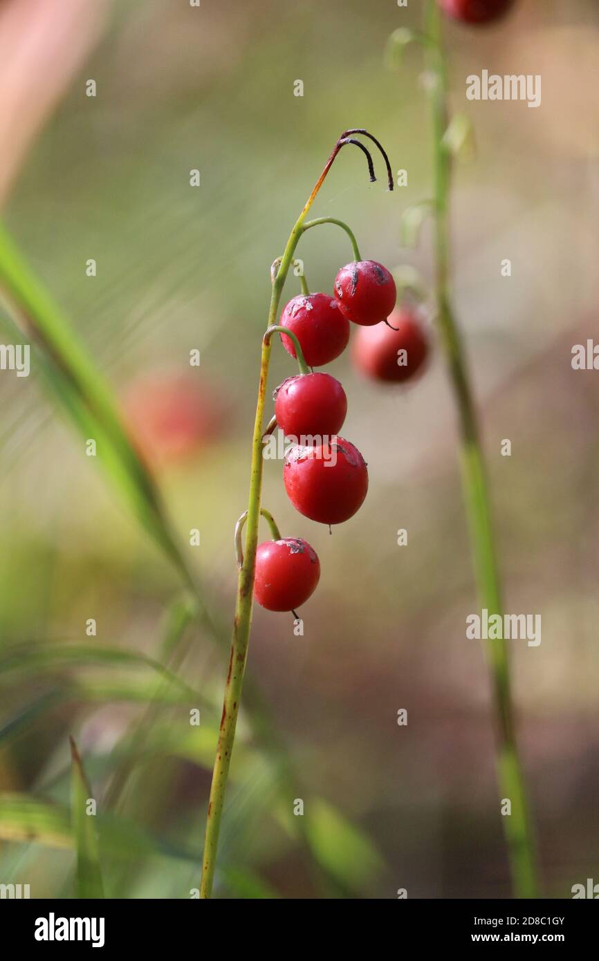 Lily fruit hi-res stock photography and images - Alamy